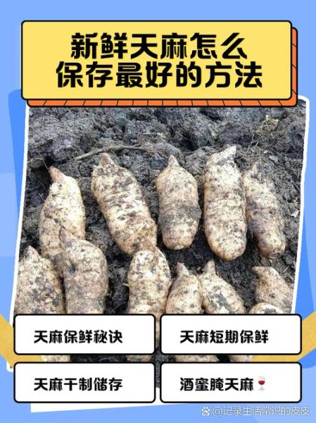 新鲜天麻怎么吃_新鲜天麻的功效与作用-第2张图片-山城妙识