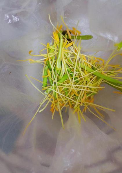 吃了黄花菜中毒的症状_多久会出现-第1张图片-山城妙识 吃了黄花菜中毒的症状_多久会出现-第1张图片-山城妙识