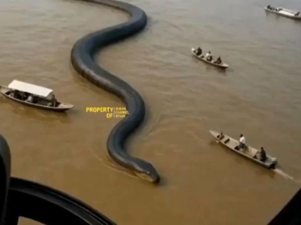 98年涨水出的最大蛇_真实还是传说-第1张图片-山城妙识