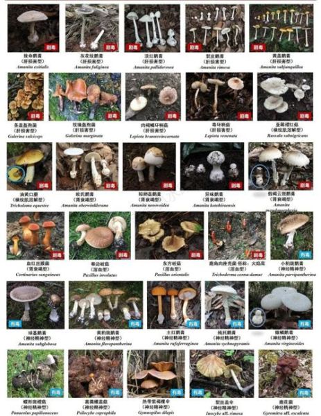 野生草菇长什么样_如何辨认草菇与毒菇-第3张图片-山城妙识