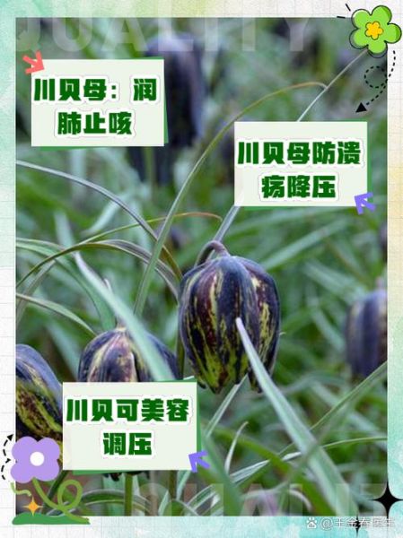 川贝的功效与作用_川贝的禁忌有哪些-第2张图片-山城妙识