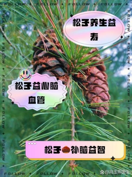 松子有什么功效_松子一天吃多少粒合适-第1张图片-山城妙识