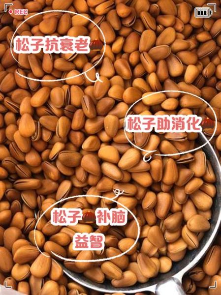 松子有什么功效_松子一天吃多少粒合适-第3张图片-山城妙识