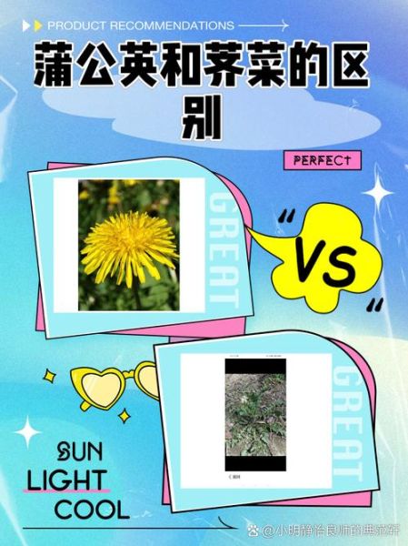 荠菜花图片长什么样_荠菜花和蒲公英区别-第1张图片-山城妙识 荠菜花图片长什么样_荠菜花和蒲公英区别-第1张图片-山城妙识