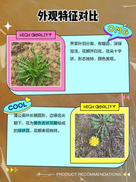 荠菜花图片长什么样_荠菜花和蒲公英区别-第2张图片-山城妙识 荠菜花图片长什么样_荠菜花和蒲公英区别-第2张图片-山城妙识