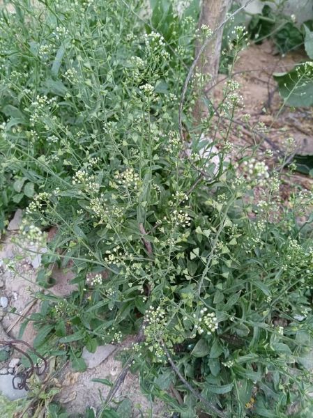 荠菜花图片长什么样_荠菜花和蒲公英区别-第3张图片-山城妙识 荠菜花图片长什么样_荠菜花和蒲公英区别-第3张图片-山城妙识