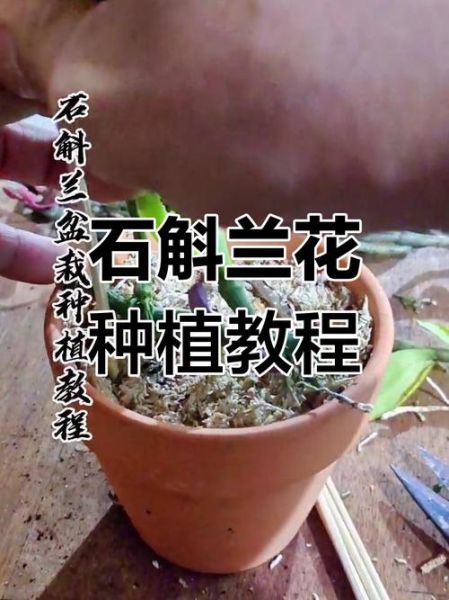 石斛怎么种_石斛种植方法-第2张图片-山城妙识 石斛怎么种_石斛种植方法-第2张图片-山城妙识