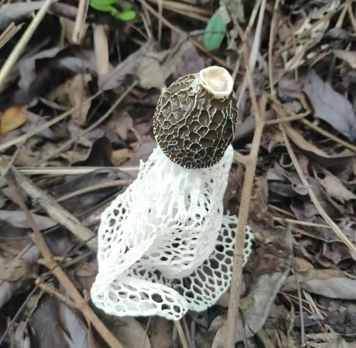 竹笙和竹荪的区别_竹笙和竹荪哪个更好-第2张图片-山城妙识