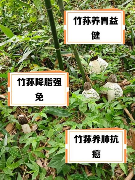 竹笙和竹荪的区别_竹笙和竹荪哪个更好-第3张图片-山城妙识