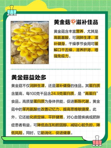 黄金菇有什么功效_黄金菇怎么吃最好-第1张图片-山城妙识 黄金菇有什么功效_黄金菇怎么吃最好-第1张图片-山城妙识