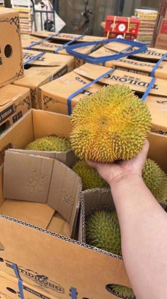 榴莲批发价格多少钱一斤_榴莲批发渠道有哪些-第3张图片-山城妙识