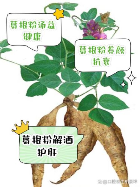 野葛根粉的功效与作用_野葛根粉怎么吃效果最好-第1张图片-山城妙识
