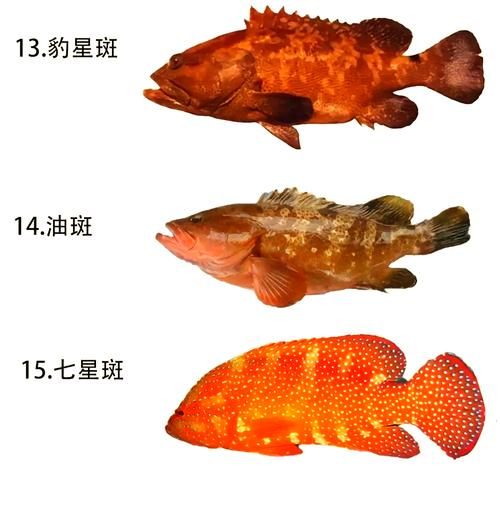 石斑鱼是什么鱼_石斑鱼有哪些常见品种-第2张图片-山城妙识
