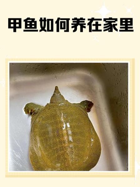 甲鱼怎么养_在家养甲鱼要注意什么-第1张图片-山城妙识