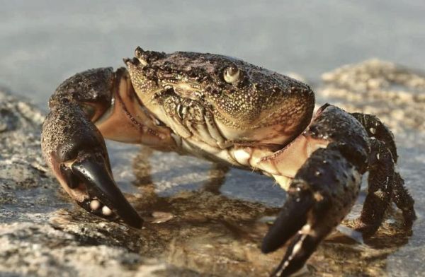 石头蟹为什么没人吃_石头蟹能吃吗-第2张图片-山城妙识