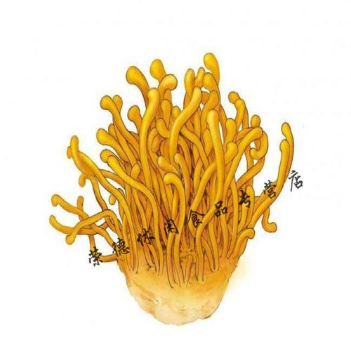 金虫草七鞭胶囊功效与作用_金虫草七鞭胶囊价格多少钱-第2张图片-山城妙识