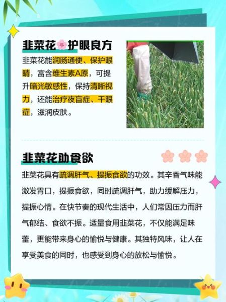 韭菜花有什么功效_韭菜花怎么吃最营养-第1张图片-山城妙识