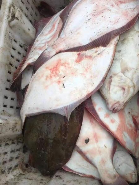 鸦片鱼市场价多少一斤_鸦片鱼多少钱一斤-第3张图片-山城妙识 鸦片鱼市场价多少一斤_鸦片鱼多少钱一斤-第3张图片-山城妙识