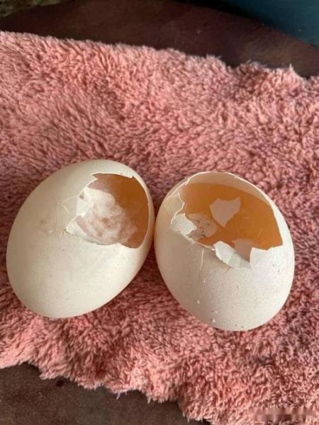 人造鸡蛋多少钱一斤_人造鸡蛋和真鸡蛋价格差多少-第1张图片-山城妙识