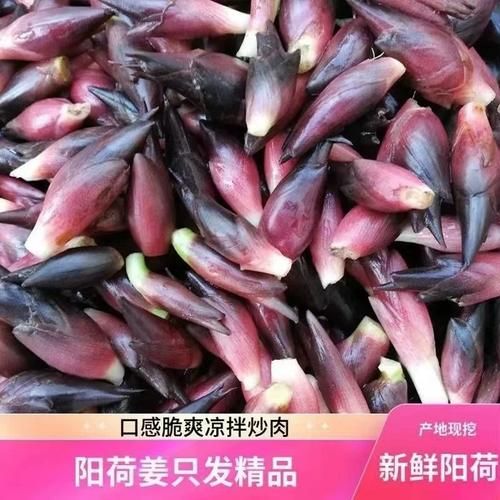 洋火姜的功效与作用_洋火姜怎么吃效果最好-第1张图片-山城妙识