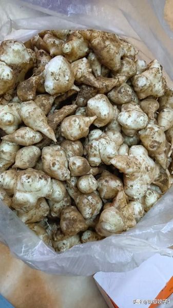 洋火姜的功效与作用_洋火姜怎么吃效果最好-第3张图片-山城妙识