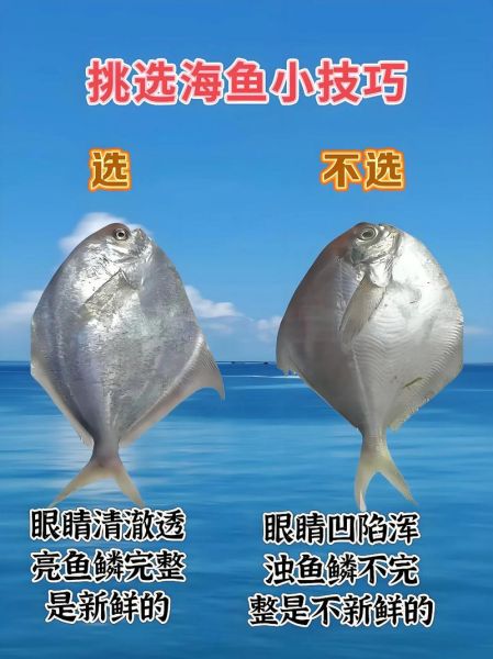 名贵鱼类有哪些_如何挑选高端海鱼-第1张图片-山城妙识