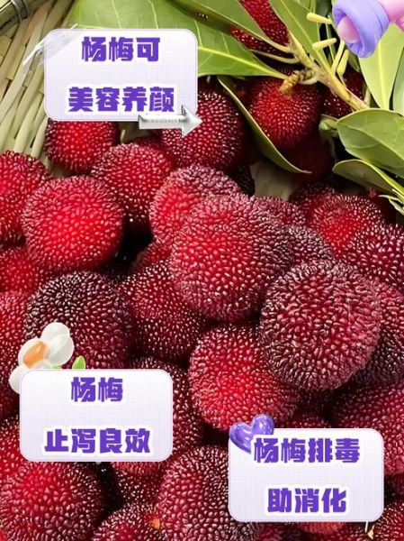 杨梅的营养价值及功效与作用_吃杨梅有什么好处-第1张图片-山城妙识