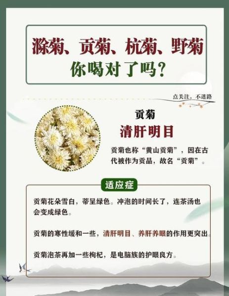 菊花茶的功效与作用_菊花茶能天天喝吗-第3张图片-山城妙识