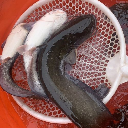 江鲶怎么做好吃_江鲶和鲶鱼区别-第1张图片-山城妙识 江鲶怎么做好吃_江鲶和鲶鱼区别-第1张图片-山城妙识