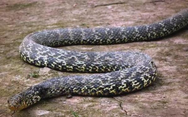大王蛇有毒吗_大王蛇最大能长多大-第1张图片-山城妙识