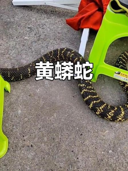 大王蛇有毒吗_大王蛇最大能长多大-第3张图片-山城妙识