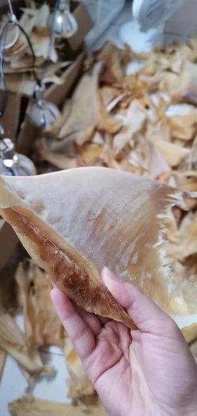 鱼翅长什么样子_鱼翅真假怎么辨别-第2张图片-山城妙识