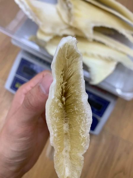 鱼翅长什么样子_鱼翅真假怎么辨别-第3张图片-山城妙识