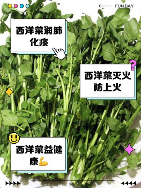 西洋菜的功效与禁忌_什么人不能吃西洋菜-第1张图片-山城妙识