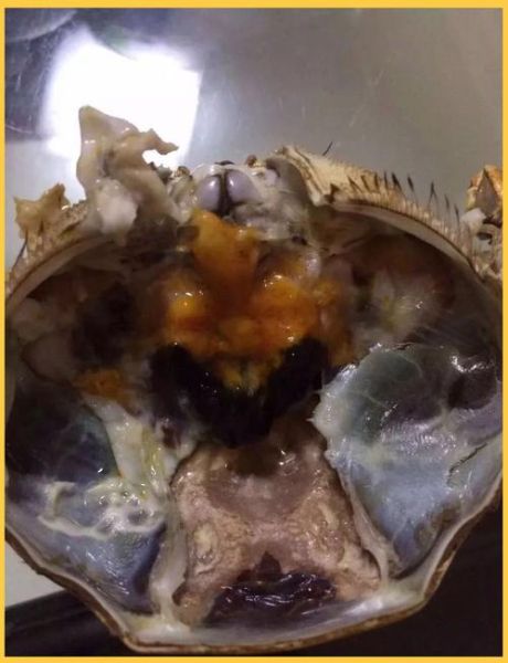 母螃蟹里面黑黑的浆糊是什么_能不能吃-第1张图片-山城妙识 母螃蟹里面黑黑的浆糊是什么_能不能吃-第1张图片-山城妙识