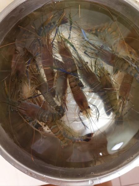 罗氏虾的危害有哪些_罗氏虾吃多了会怎样-第3张图片-山城妙识 罗氏虾的危害有哪些_罗氏虾吃多了会怎样-第3张图片-山城妙识