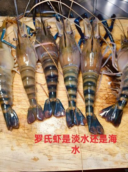 罗氏虾的危害有哪些_罗氏虾吃多了会怎样-第2张图片-山城妙识 罗氏虾的危害有哪些_罗氏虾吃多了会怎样-第2张图片-山城妙识