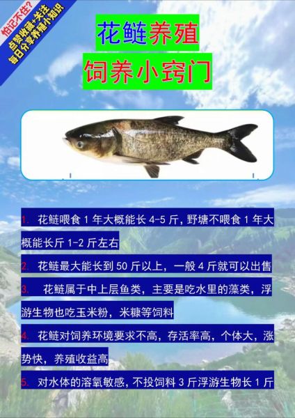 花鲢鱼什么人不能吃_花鲢鱼禁忌人群-第3张图片-山城妙识