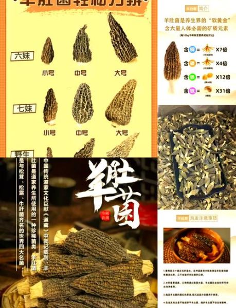 牛肚菌和羊肚菌的区别图片_如何一眼区分真假-第3张图片-山城妙识