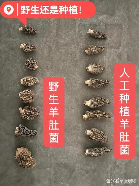牛肚菌和羊肚菌的区别图片_如何一眼区分真假-第2张图片-山城妙识