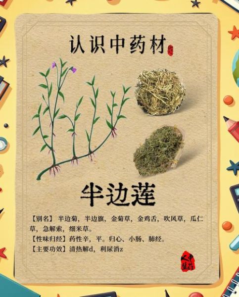 半边莲长什么样_半边莲功效与作用-第1张图片-山城妙识