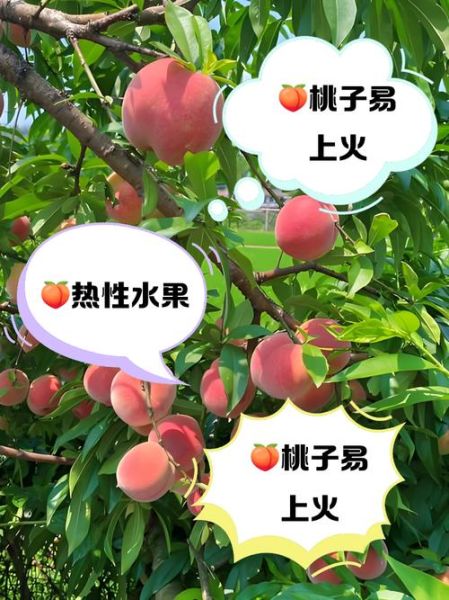 桃子是凉性还是热性_桃子吃多了会上火吗-第1张图片-山城妙识