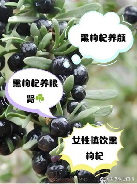 女人能天天喝黑枸杞吗_长期饮用利弊-第2张图片-山城妙识