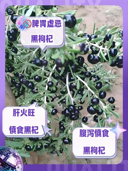 女人能天天喝黑枸杞吗_长期饮用利弊-第3张图片-山城妙识