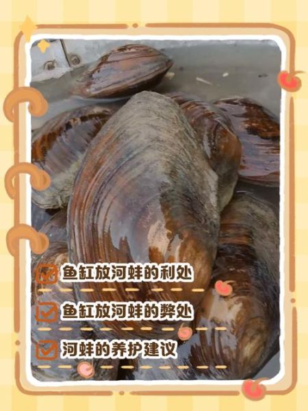 河蚌怎么养才不会死_河蚌在家怎么养-第1张图片-山城妙识