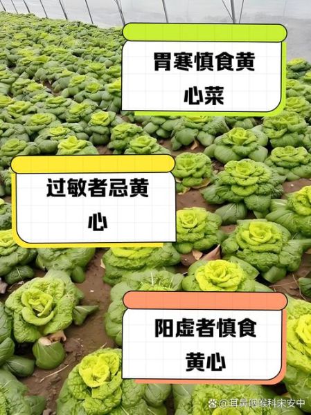 青菜怎么保存时间长_青菜变黄还能吃吗-第2张图片-山城妙识 青菜怎么保存时间长_青菜变黄还能吃吗-第2张图片-山城妙识