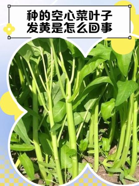 青菜怎么保存时间长_青菜变黄还能吃吗-第3张图片-山城妙识 青菜怎么保存时间长_青菜变黄还能吃吗-第3张图片-山城妙识