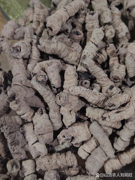 巴戟天图片长什么样_如何辨别真假巴戟天-第3张图片-山城妙识 巴戟天图片长什么样_如何辨别真假巴戟天-第3张图片-山城妙识