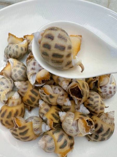 水煮花螺怎么煮才嫩_水煮花螺要焯水吗-第3张图片-山城妙识