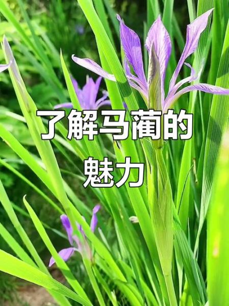 马兰花是谁_马兰花的作者是谁-第1张图片-山城妙识